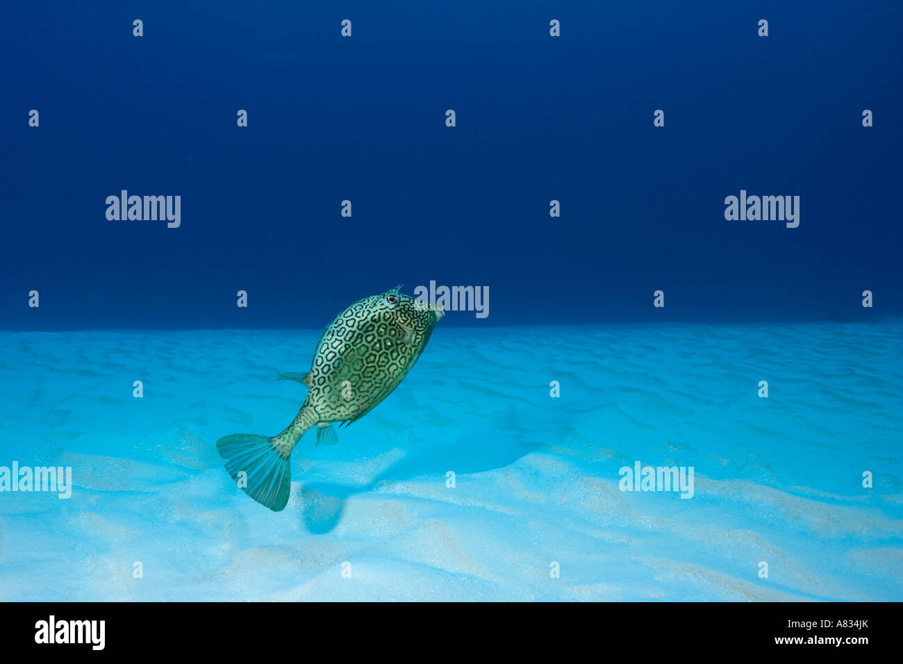 Honeycomb cowfish swimming over sandy bottom Paso De Cedral divesite ...