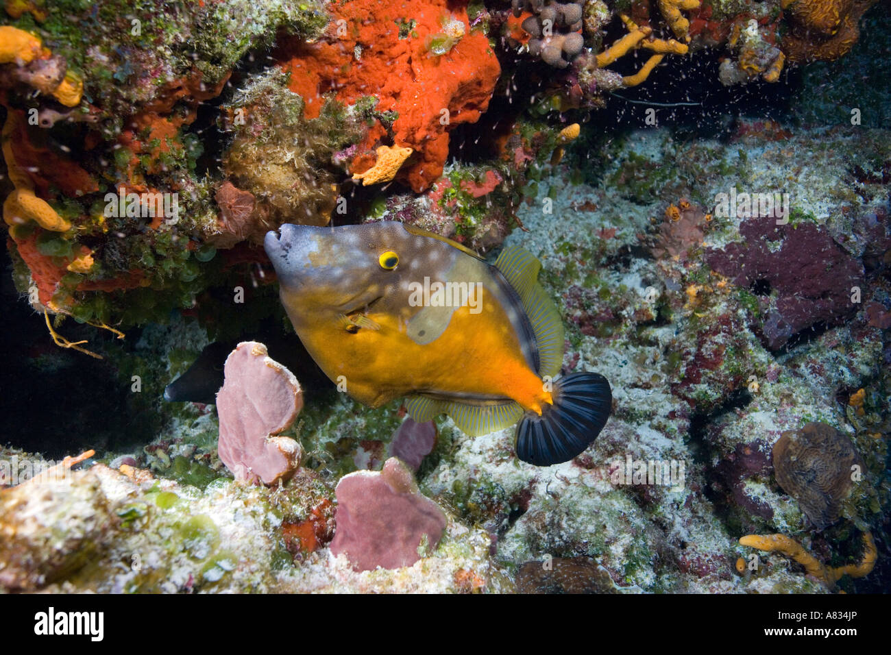 Triggerfish in colorful coral setting underwater Cozumel Mexico Stock ...
