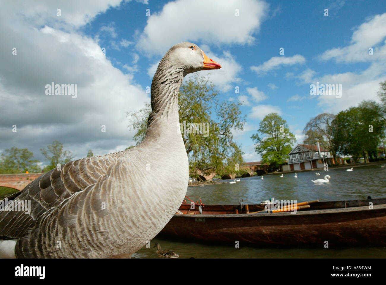 Waterfowl england hi-res stock photography and images - Alamy