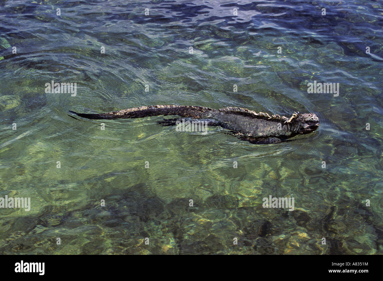Galapagos underwater iguana swim hi-res stock photography and images ...