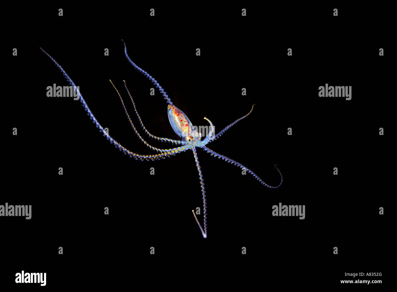 Pelagic species of octopus, Octopus sp, Coral Sea, off Northeastern ...