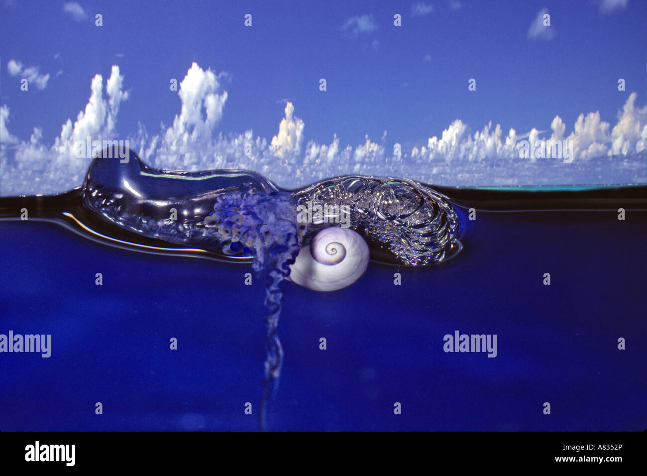 Portuguese man of war sting hi-res stock photography and images - Alamy