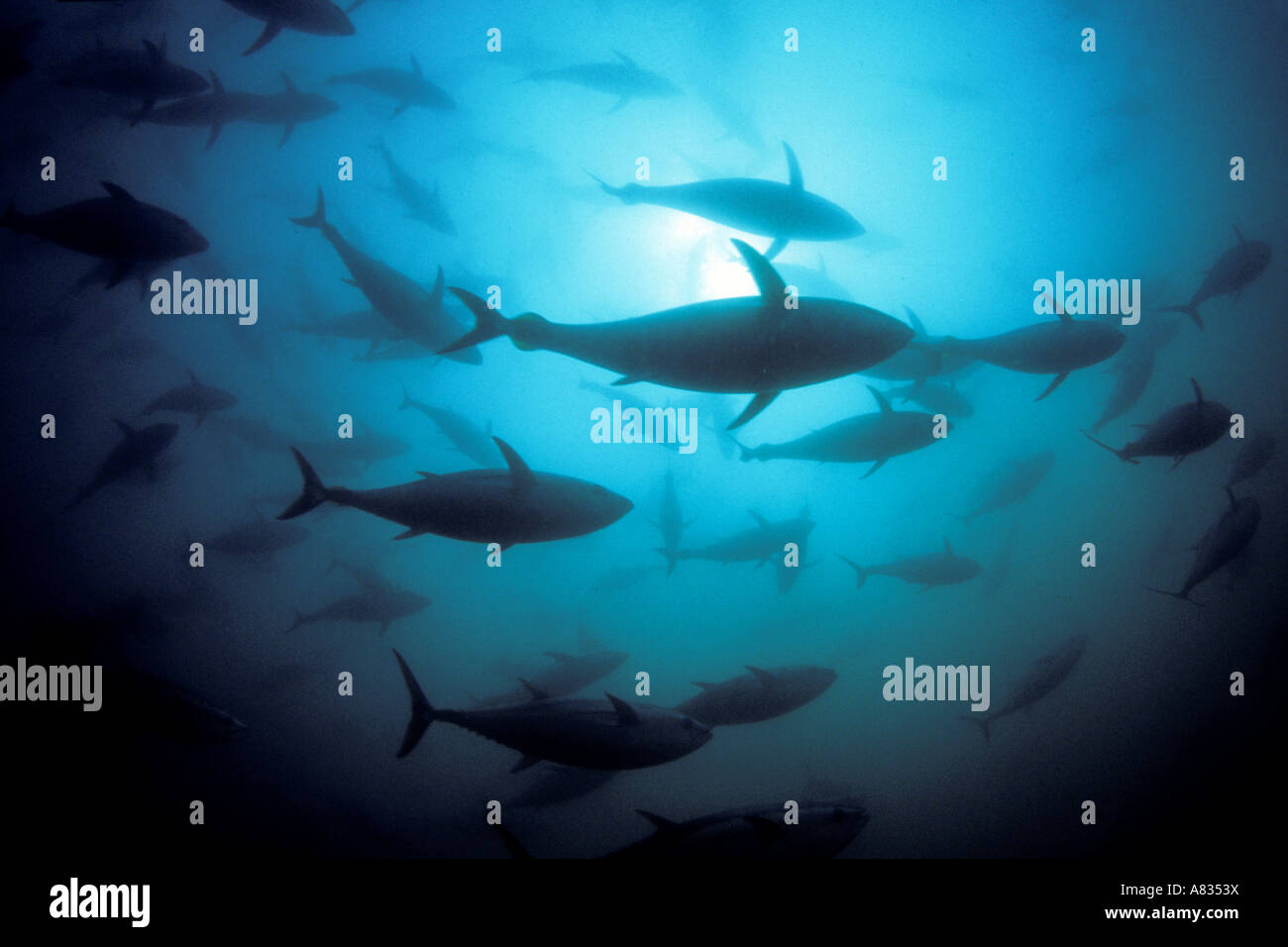 Southern bluefin tuna hi-res stock photography and images - Alamy