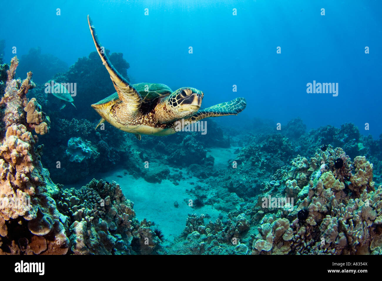 Green sea turtles, Chelonia mydas, are an endangered species, Hawaii ...
