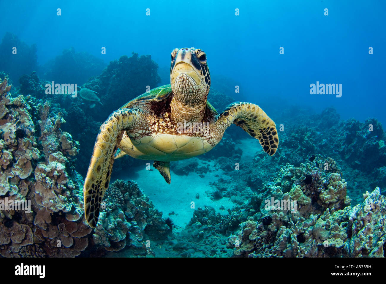 Green sea turtles, Chelonia mydas, are an endangered species, Hawaii ...