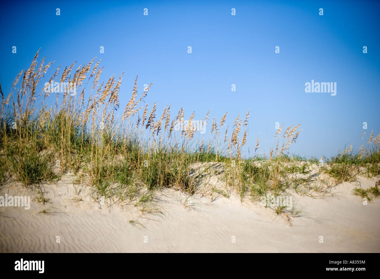 Sand dune and sky Sandbridge beach Virginia Beach VA Virginia Stock ...