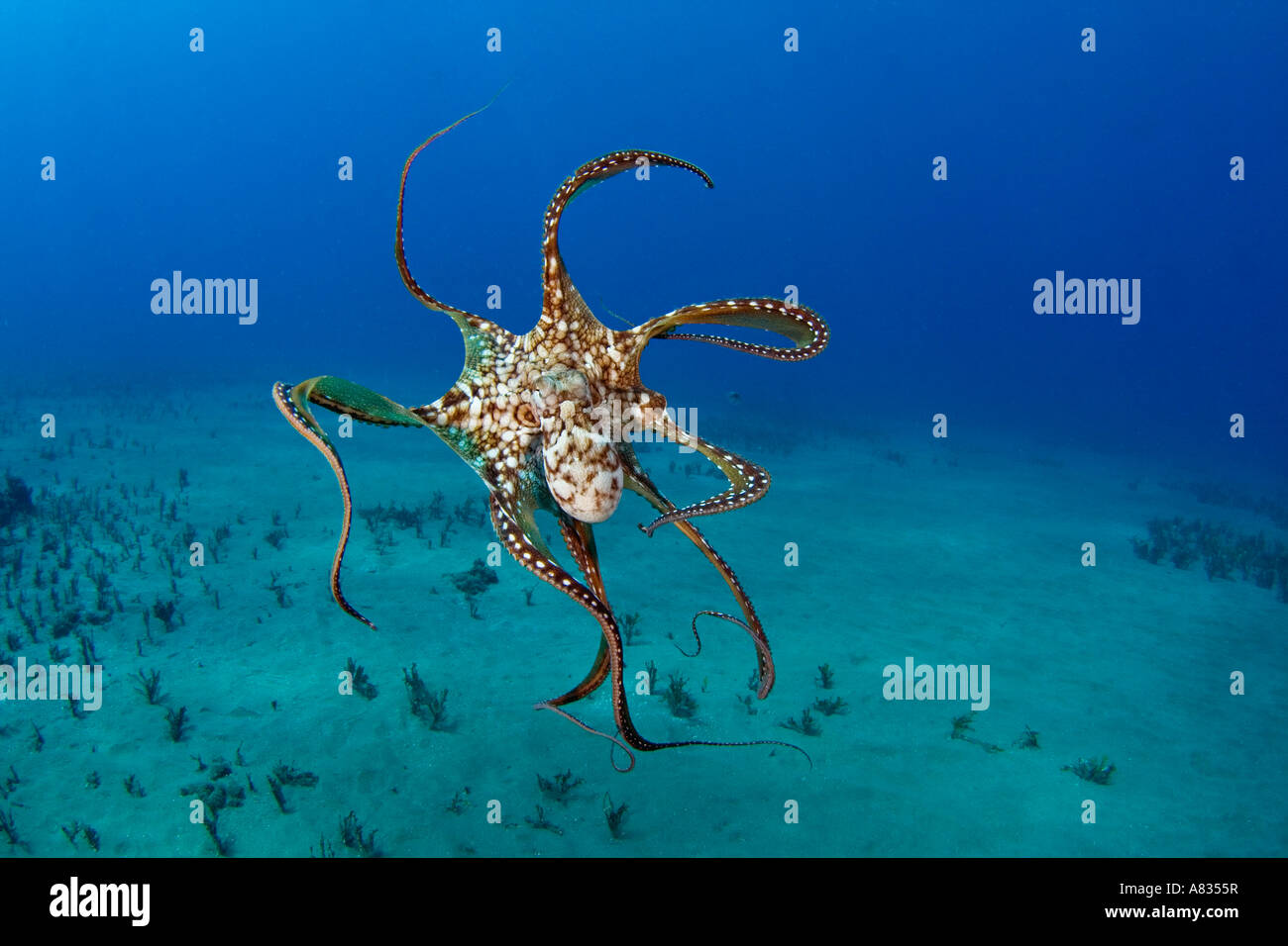 Day octopus, Octopus cyanea, Hawaii Stock Photo - Alamy