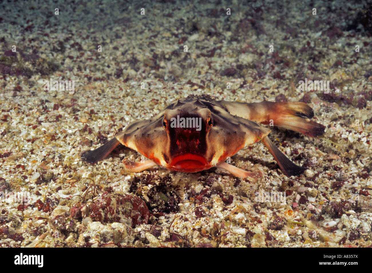 Red lipped batfish hi-res stock photography and images - Alamy