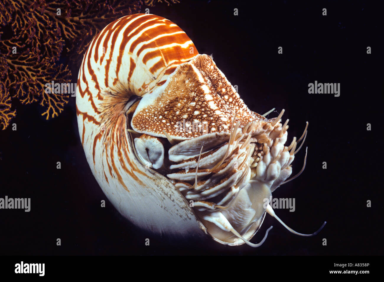Chambered nautilus, Nautilus pompilius, Indonesia Stock Photo - Alamy