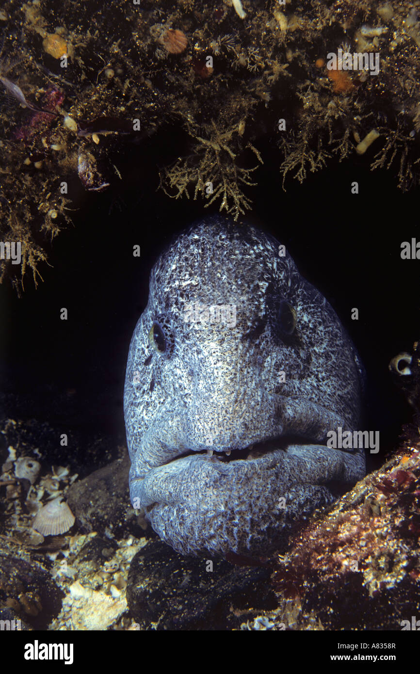 Anarrhichthys ocellatus hi-res stock photography and images - Alamy