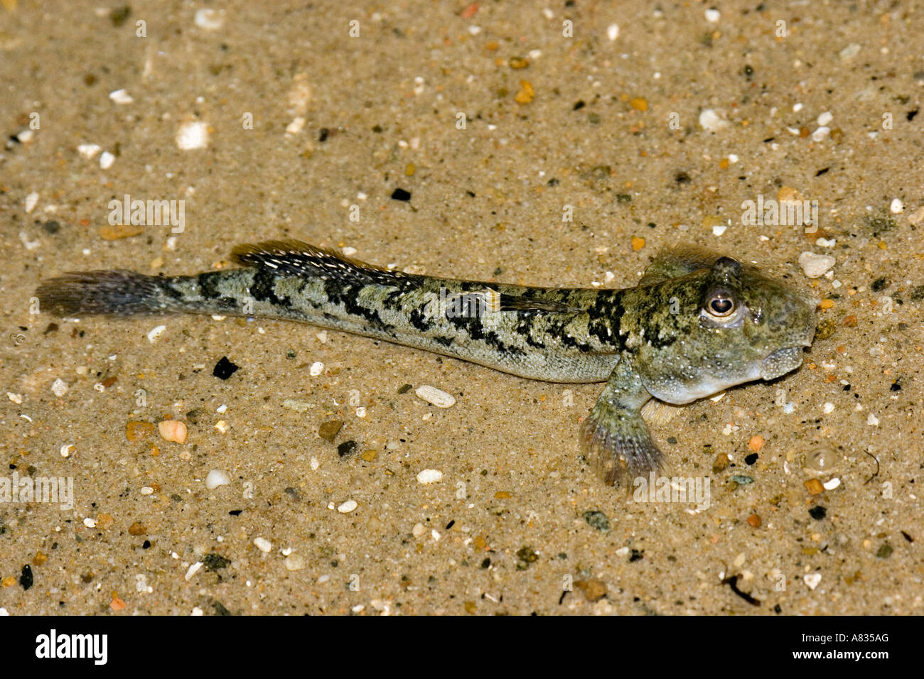 Silverstripe mudskipper, Periopthalmus argentilineatus, Australia Stock ...