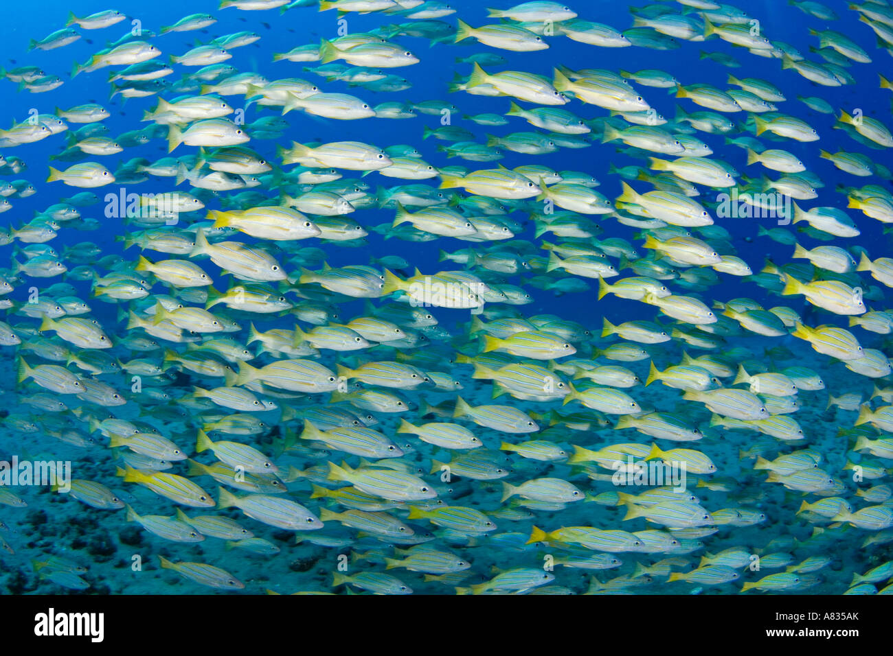 Bluestripe snapper, Lutjanus kasmira, were introduced to Hawaii in 1958 ...