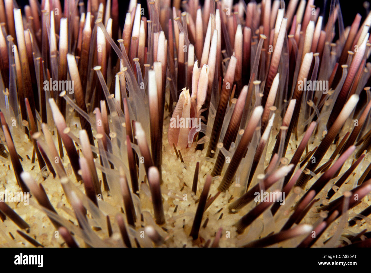 Miner's urchin shrimp, Gnathophylloides mineri, on a collector urchin ...