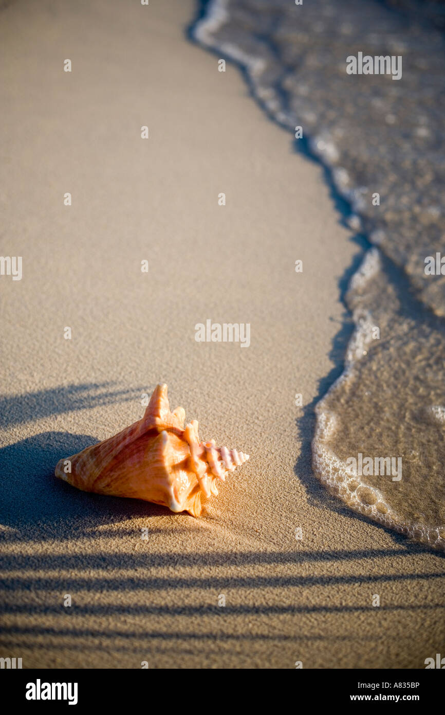 Conch shell and palm shadow on beach Conch Tree Beach near Palencar ...