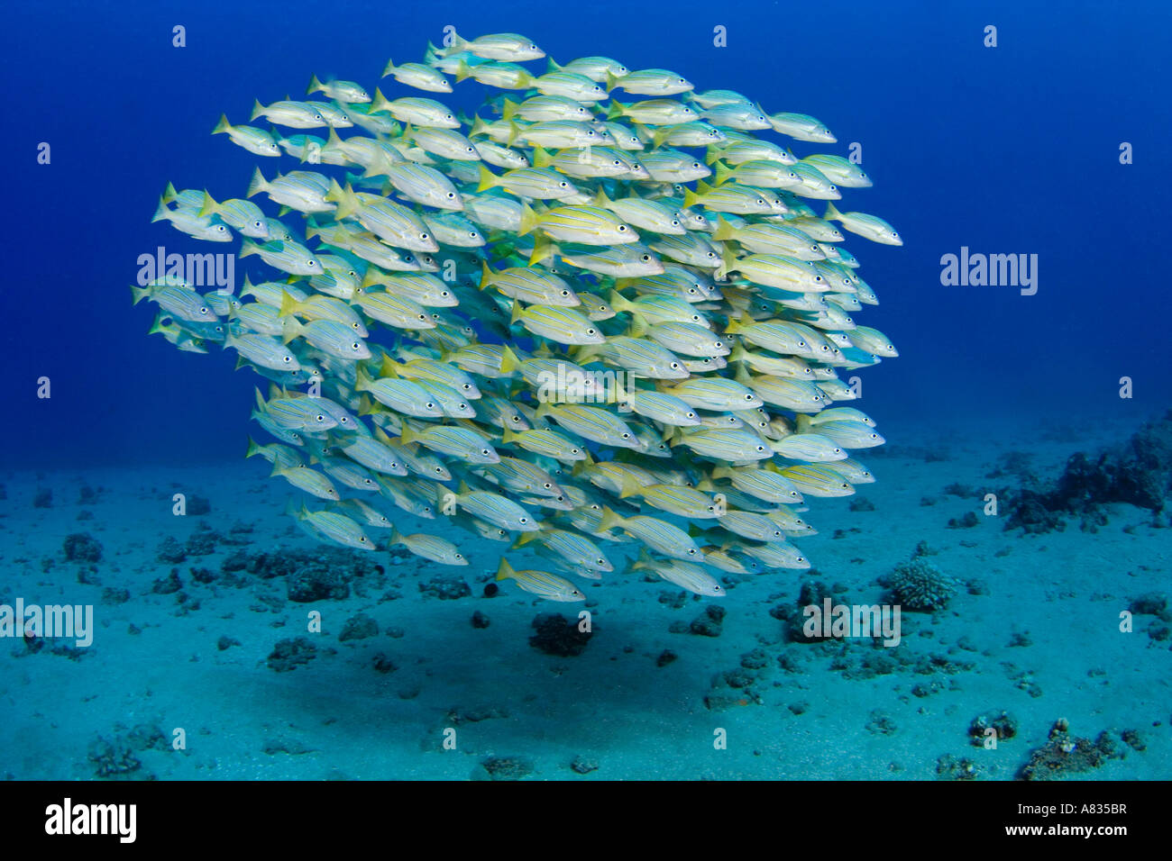 Bluestripe snapper, Lutjanus kasmira, were introduced to Hawaii in 1958 ...