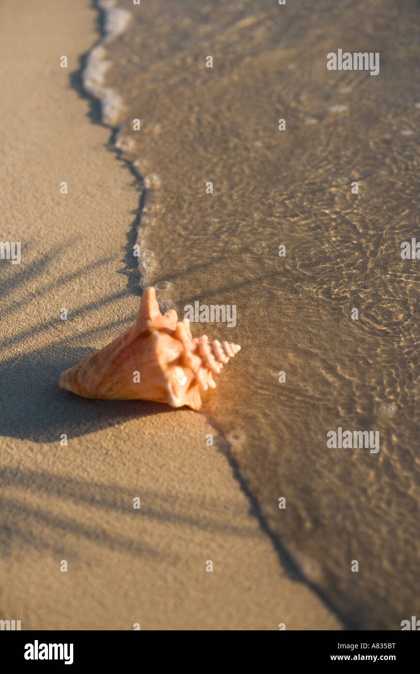 Conch shell and palm shadow on beach Conch Tree Beach near Palencar ...