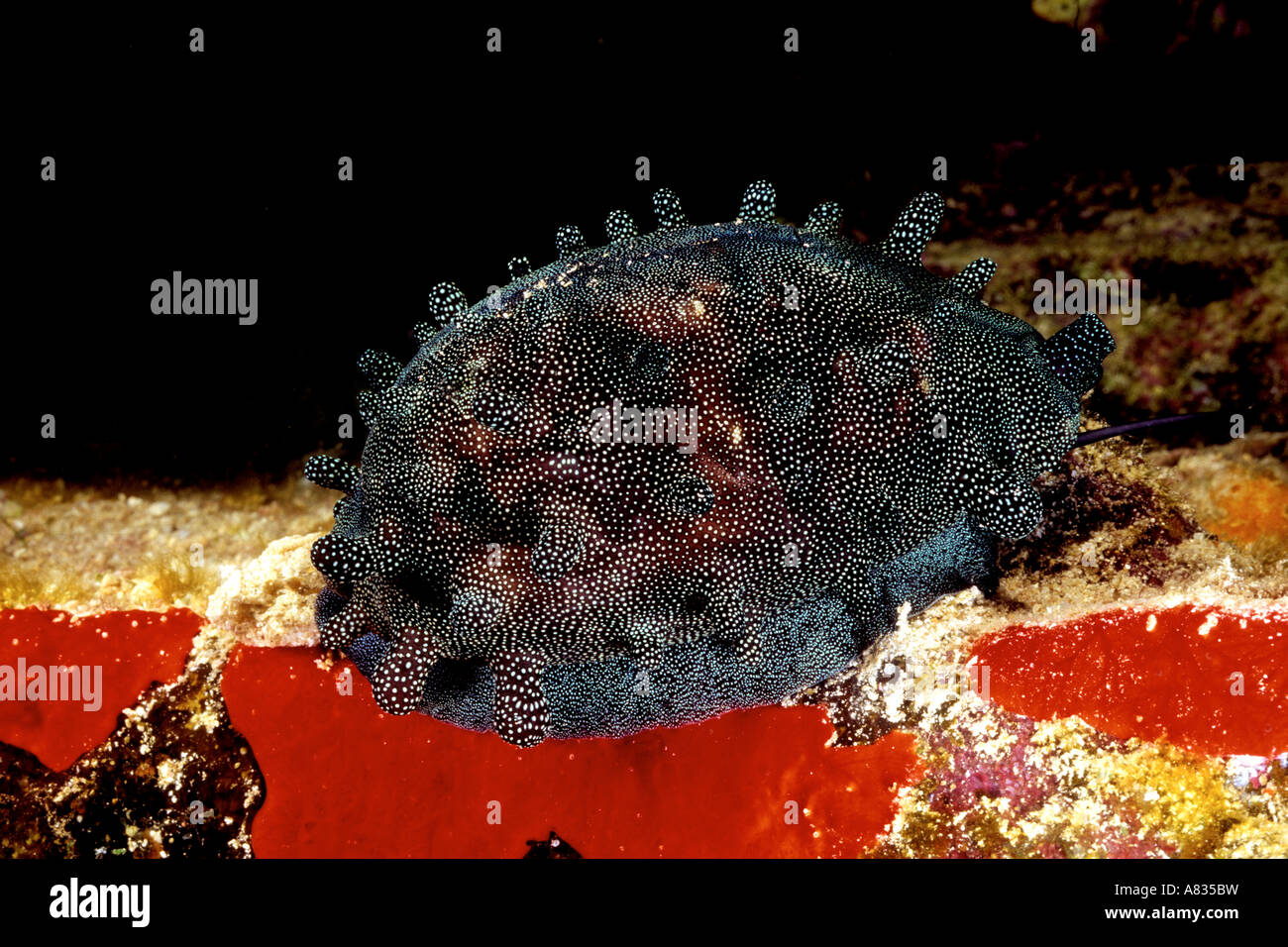 A mole cowry, Cypraea talpa, with the animal covering the shell at ...