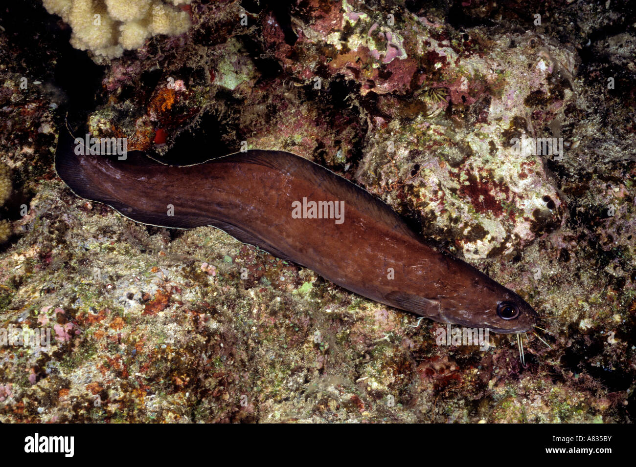 True eel hi-res stock photography and images - Alamy