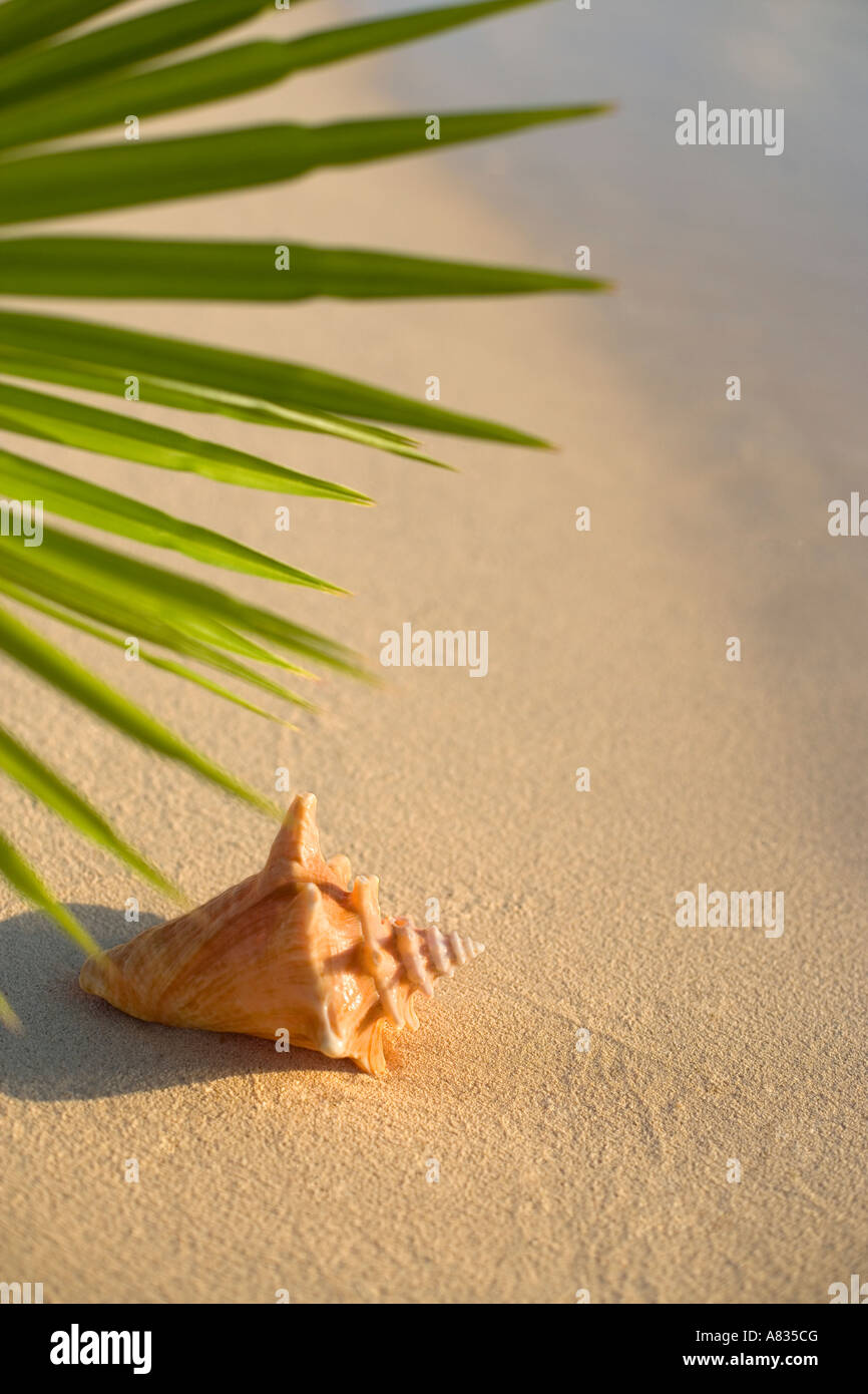Palm frond and conch shell on Conch Tree Beach near Palencar Beach west ...