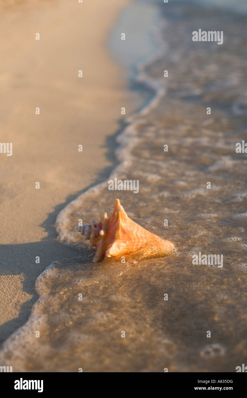 Conch shell on beach with incoming water ripples and foam at Conch Tree ...