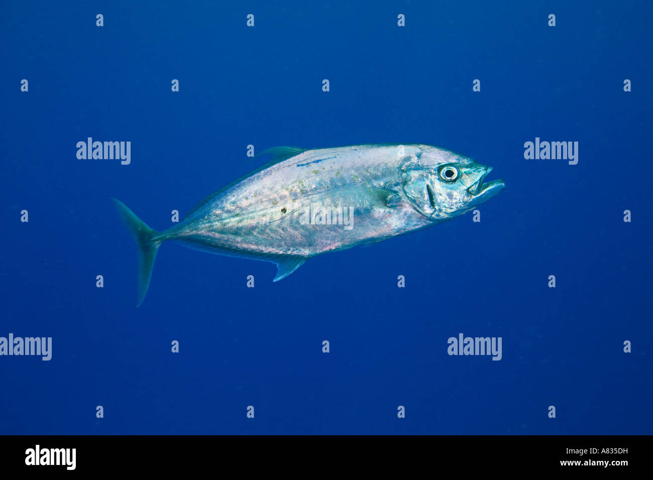A bar cheek trevally or jack, Carangoides plagiotaenia, Fiji Stock ...