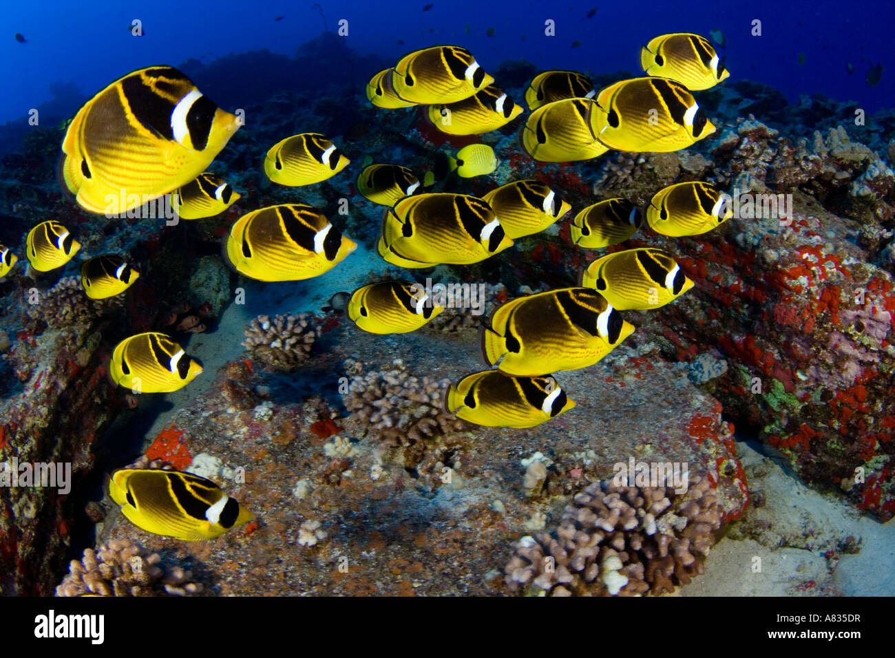 Schooling raccoon butterflyfish, Chaetodon lunula, Hawaii Stock Photo ...
