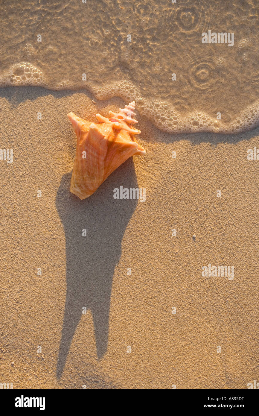 Conch shell on beach with incoming water ripples and foam at Conch Tree ...