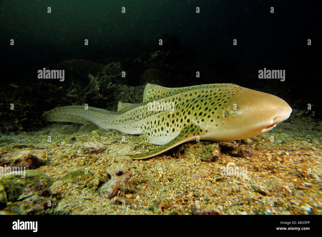Leopard zebra shark, Stegostoma fasciatum, Thailand Stock Photo - Alamy