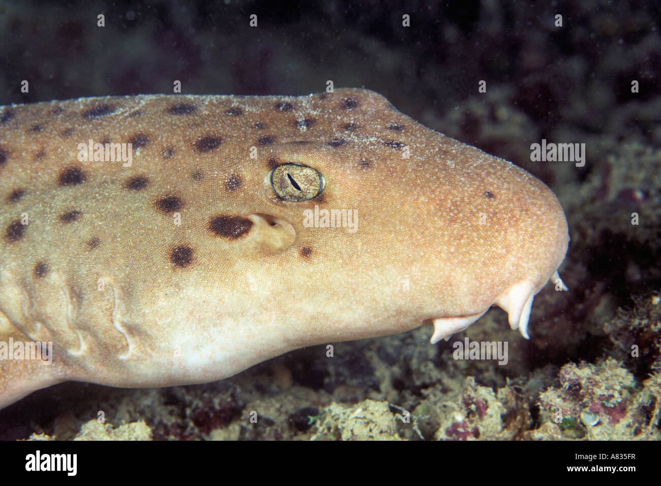 Ocellated epaulette shark, Hemiscyllium ocellatum, Great Barrier Reef ...