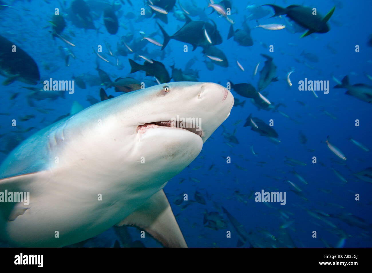Bull shark, Carcharhinus leucas, Bequ Lagoon, Fiji Stock Photo - Alamy