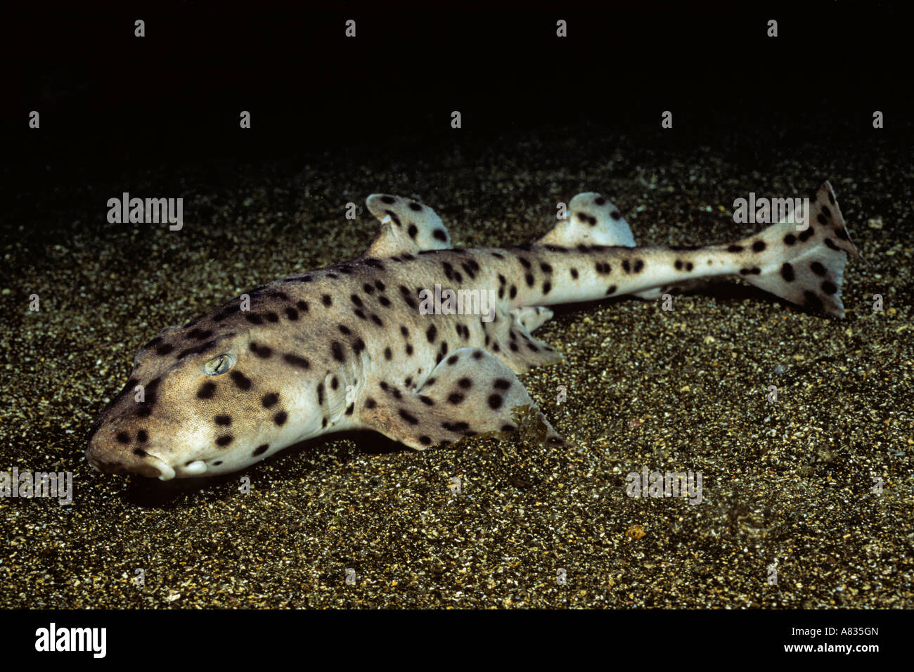 Galapagos shark equador hi-res stock photography and images - Alamy