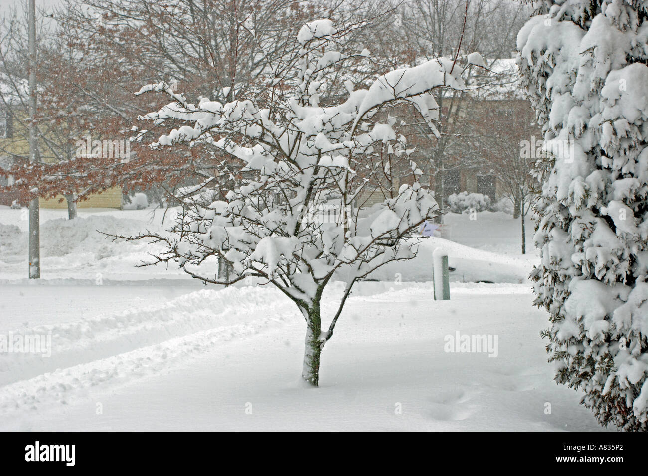 Snow falling heavily in suburban New Jersey, USA Stock Photo - Alamy