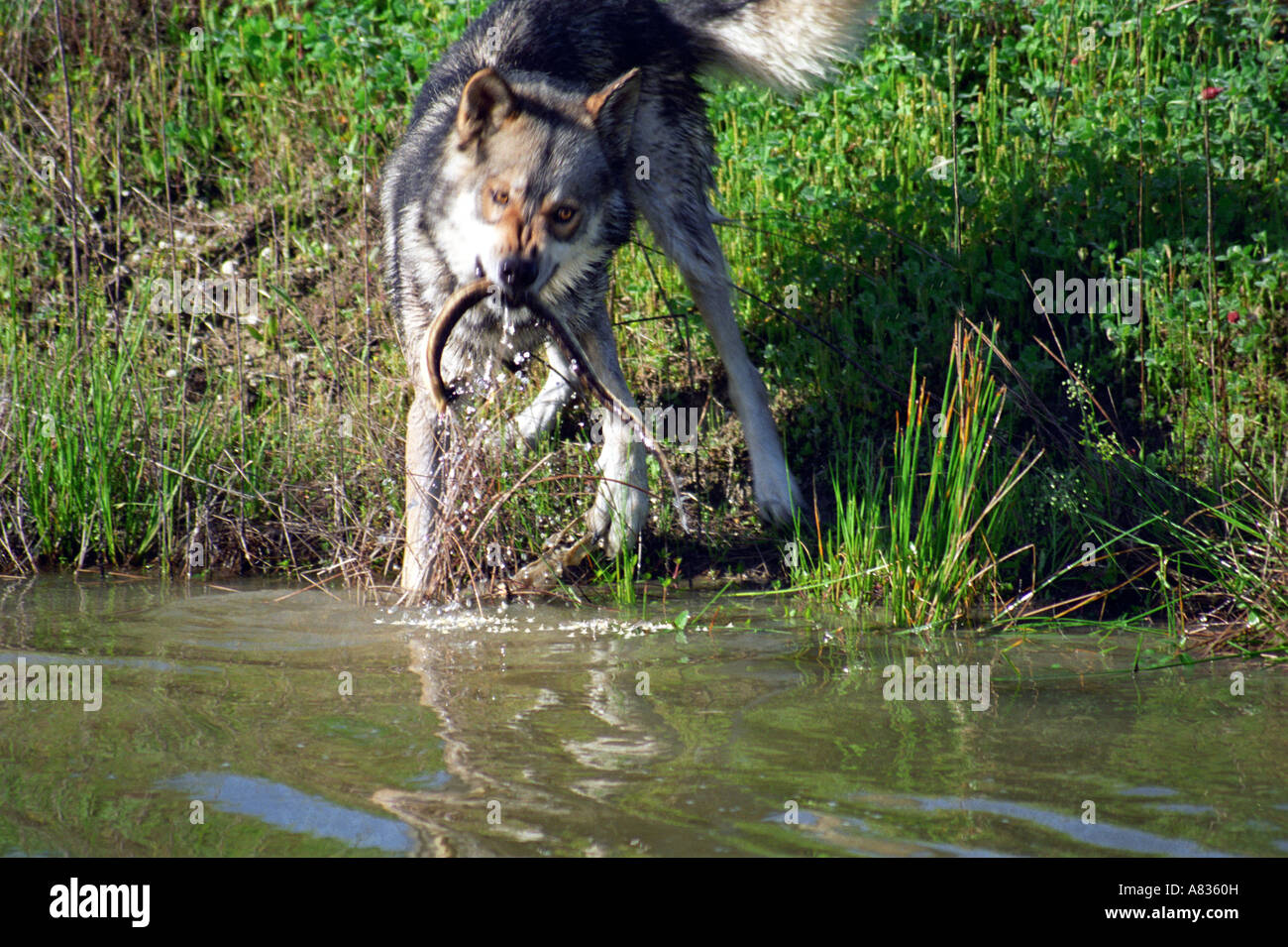 A gray wolf, Canis lupus, also called timber wolf, captures a snake at ...