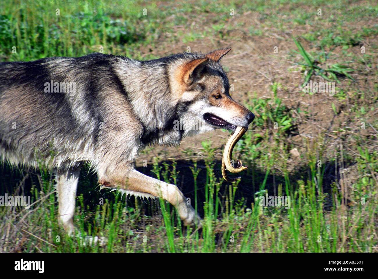 A gray wolf, Canis lupus, also called timber wolf, plays with a snake ...