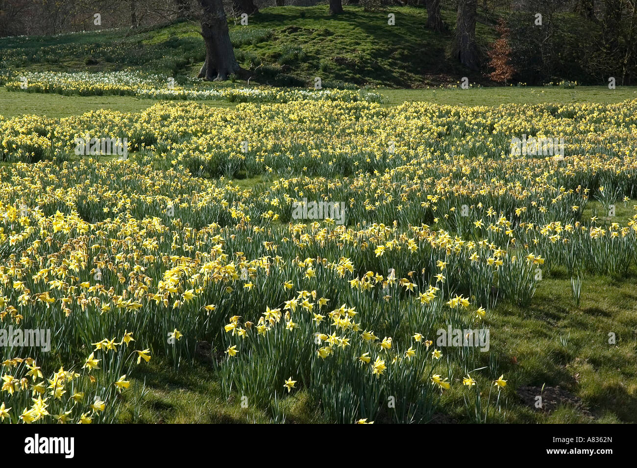 A field of daffodils Stock Photo - Alamy