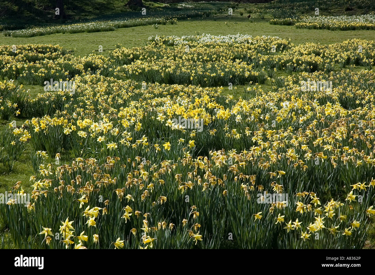 A field of daffodils Stock Photo - Alamy
