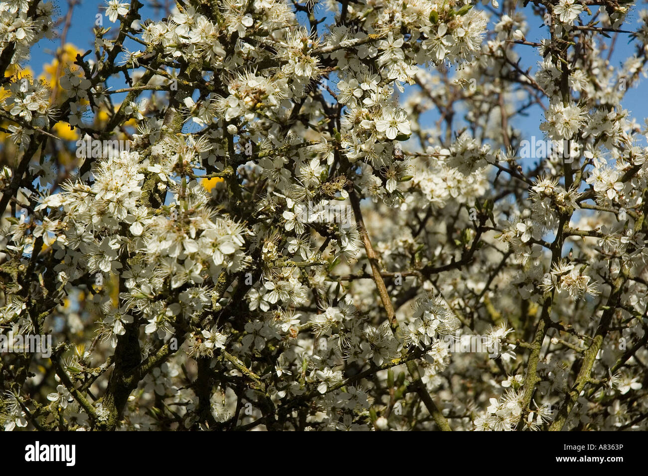 Blackthorn shrub hi-res stock photography and images - Alamy