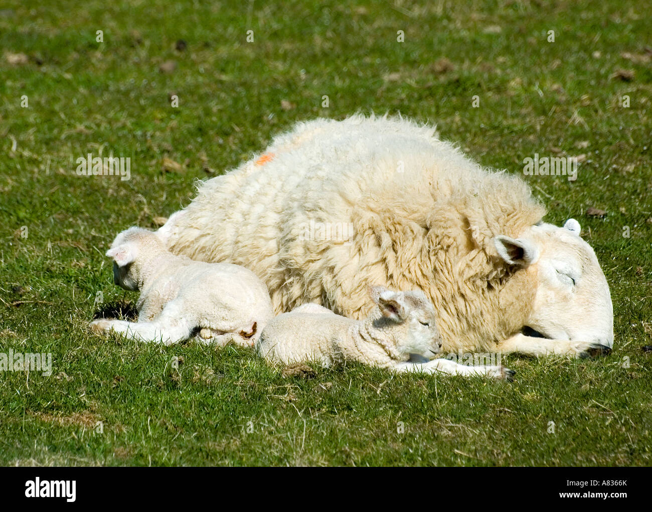 Outdoor sheep asleep hi-res stock photography and images - Alamy