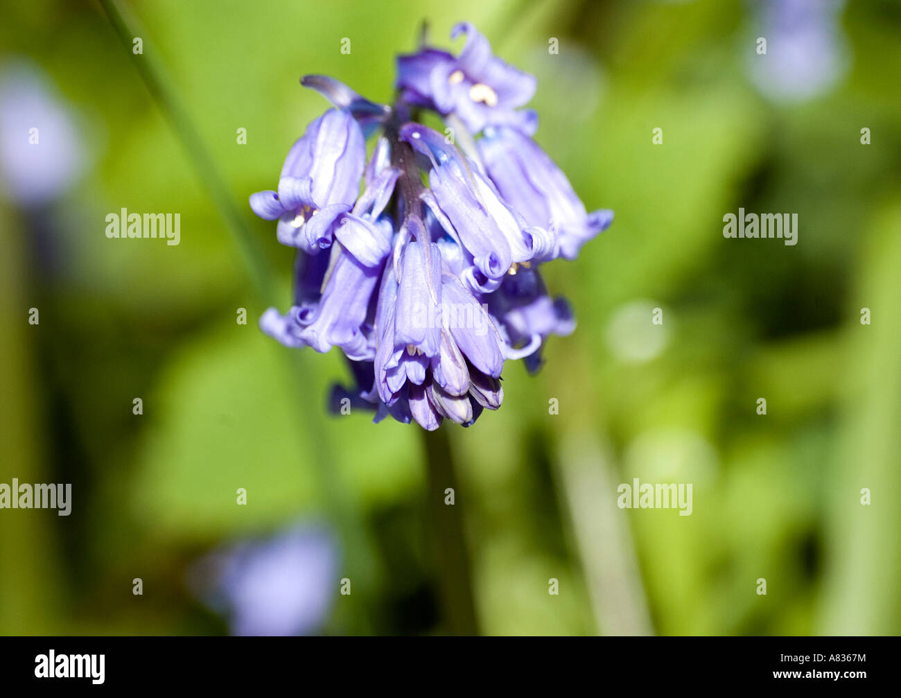 Bluebell Close Up Stock Photo - Alamy