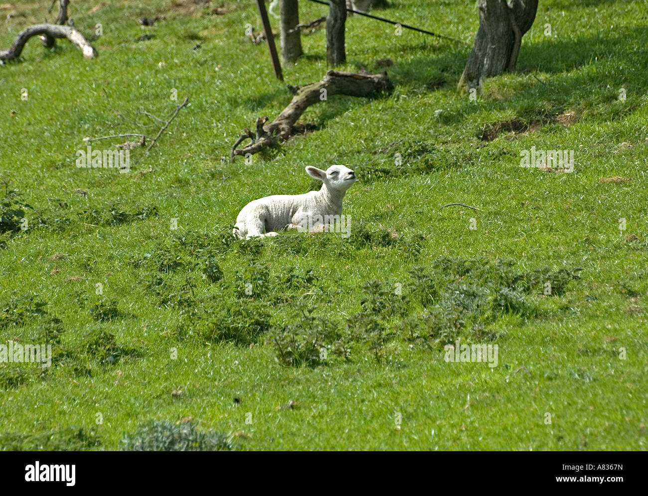 Lamb in a field Stock Photo - Alamy