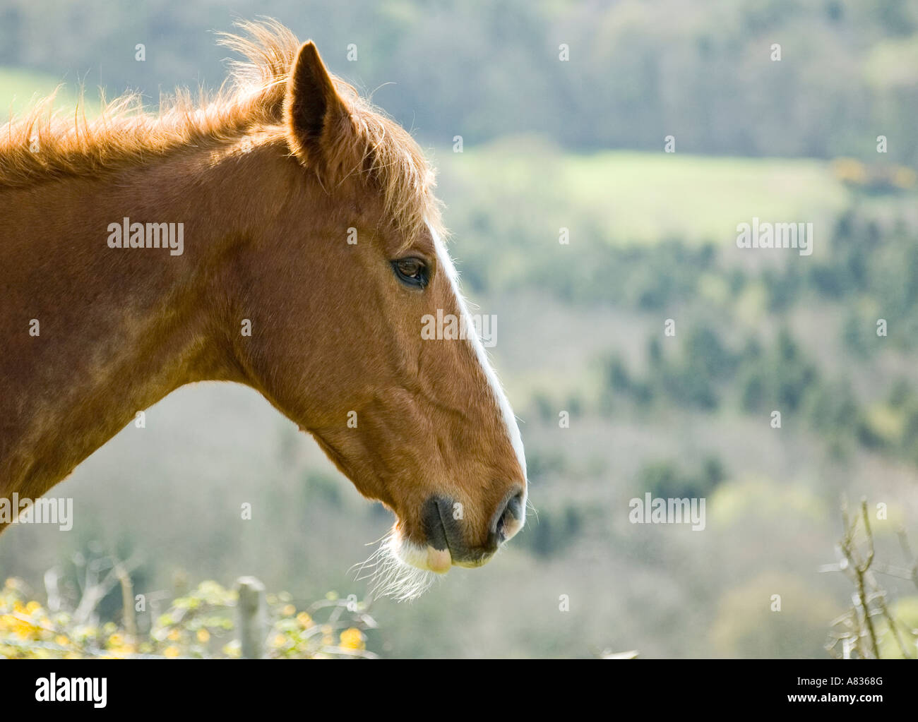 Horses Head close up Stock Photo - Alamy