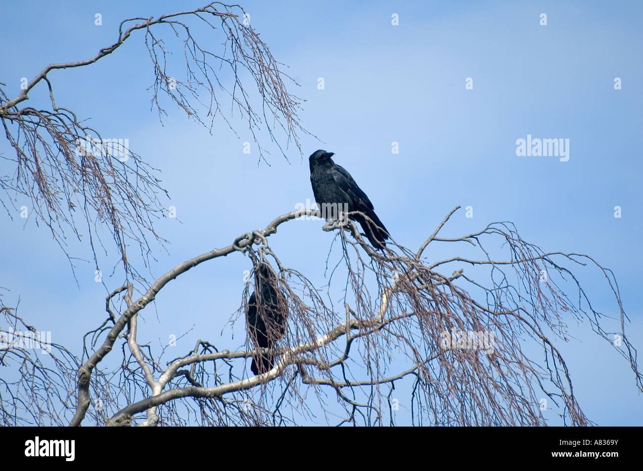 Two Ravens on a branch Stock Photo - Alamy