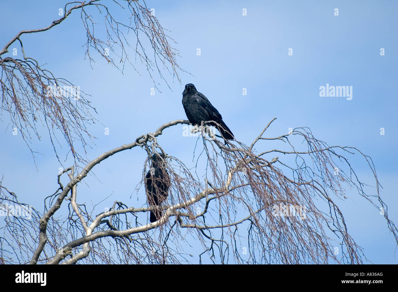 Two Ravens on a branch Stock Photo - Alamy
