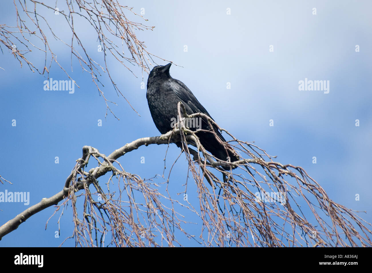 Raven on a branch Stock Photo - Alamy