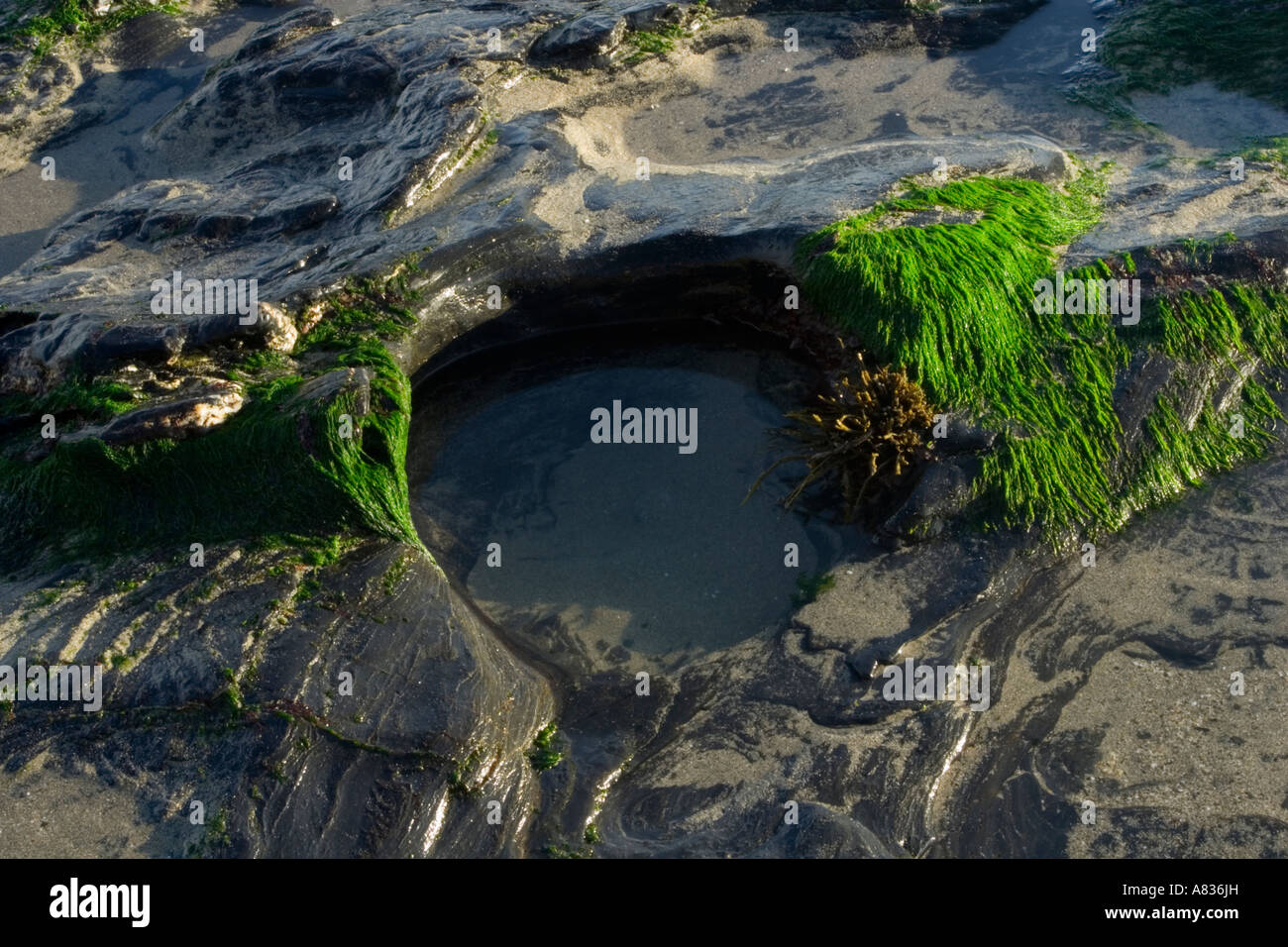 Small rock pool on a beach Stock Photo - Alamy