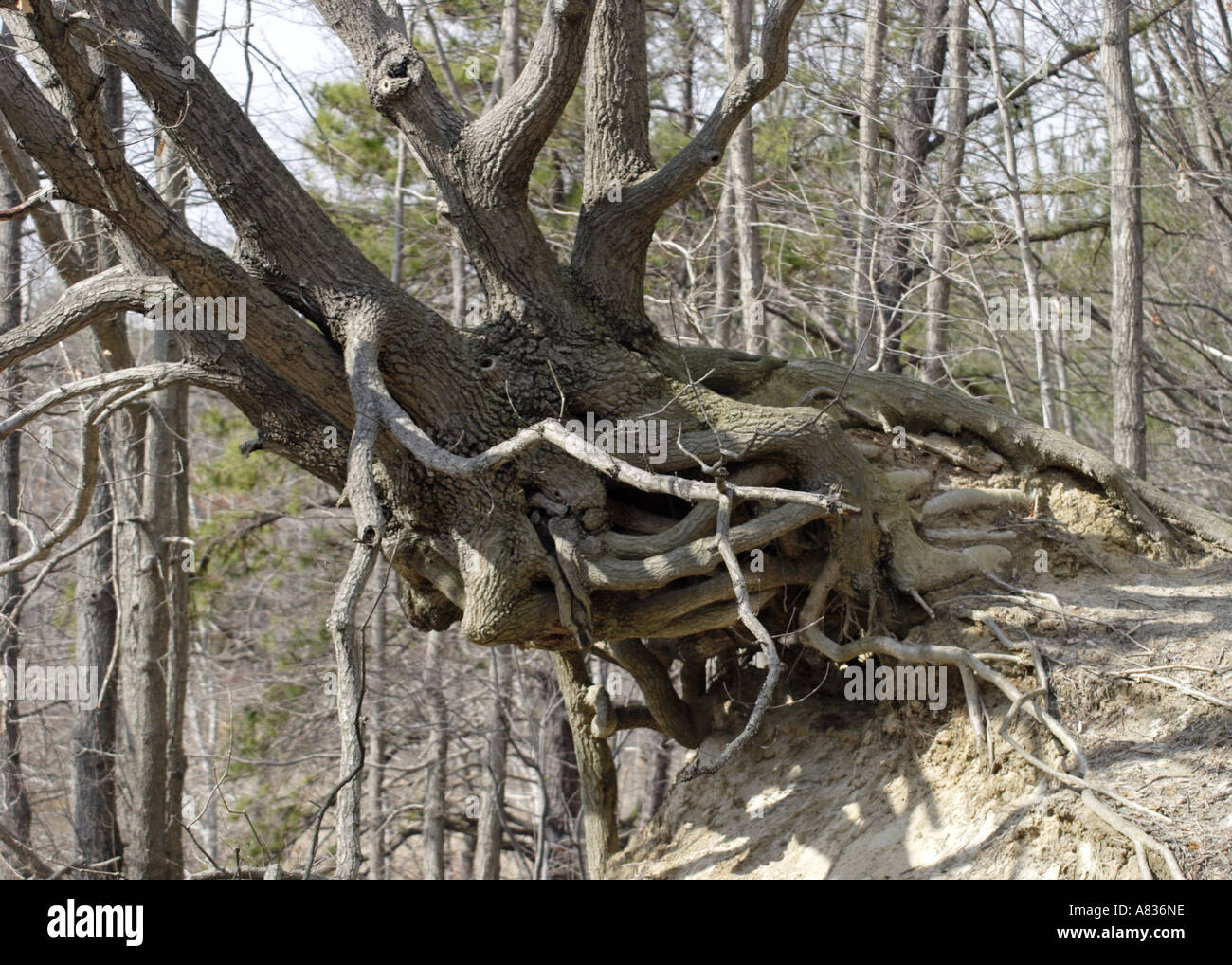 Tree on edge of hill with root structure exposed Stock Photo - Alamy