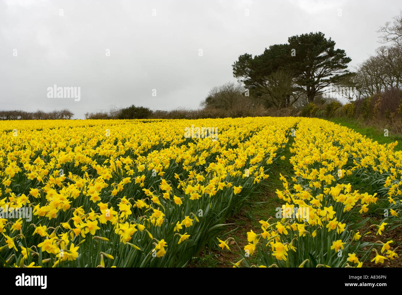 Daffodil field cornwall hi-res stock photography and images - Alamy