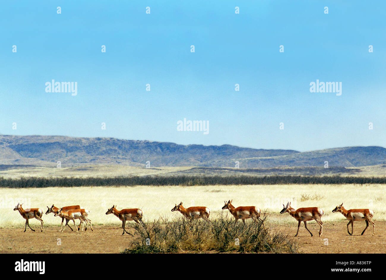 A herd of pronghorn, Antilocapra americana, antelope roaming the dry ...
