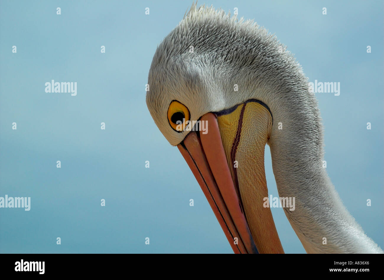 Australian pelican preening hi-res stock photography and images - Alamy