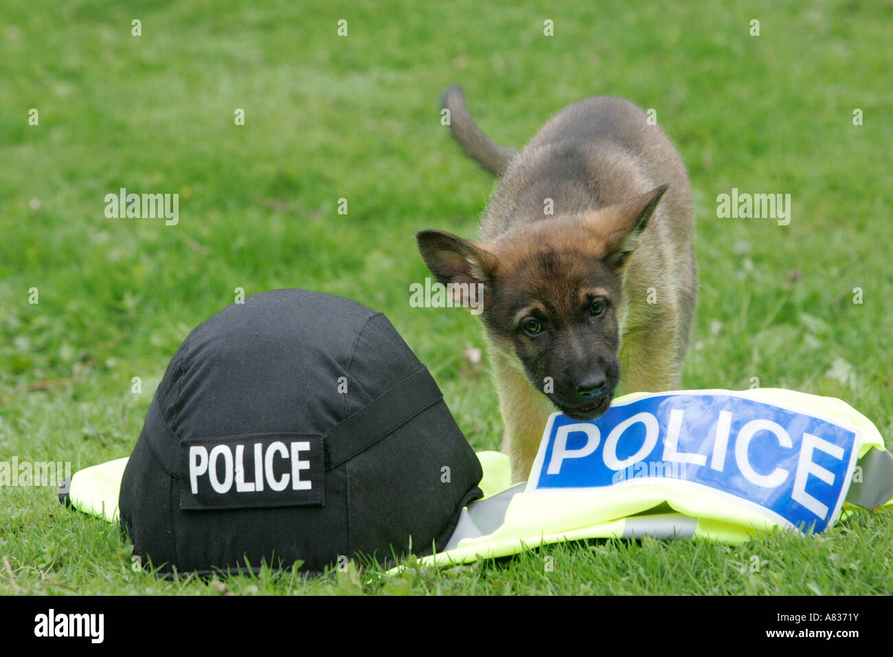 Thames Valley Police dog puppy training Stock Photo - Alamy
